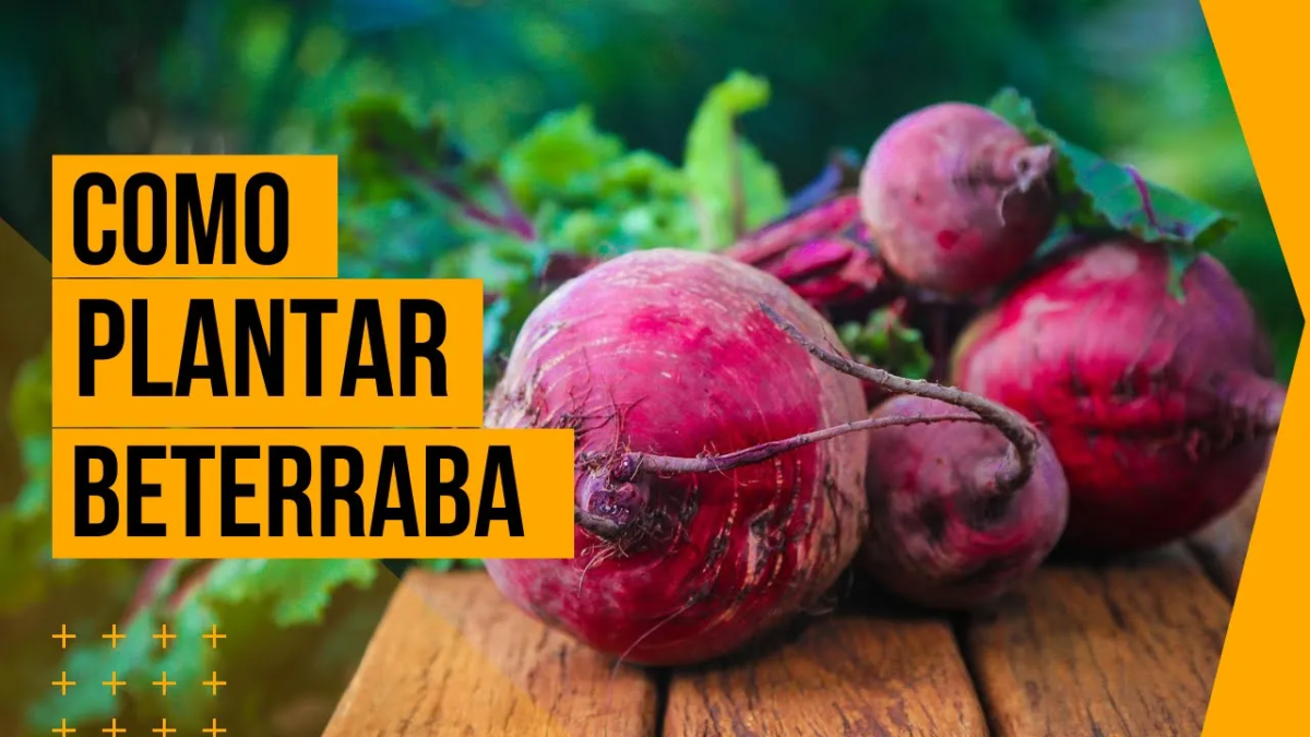 Como fazer muda e plantar beterraba - Manual do Jardim